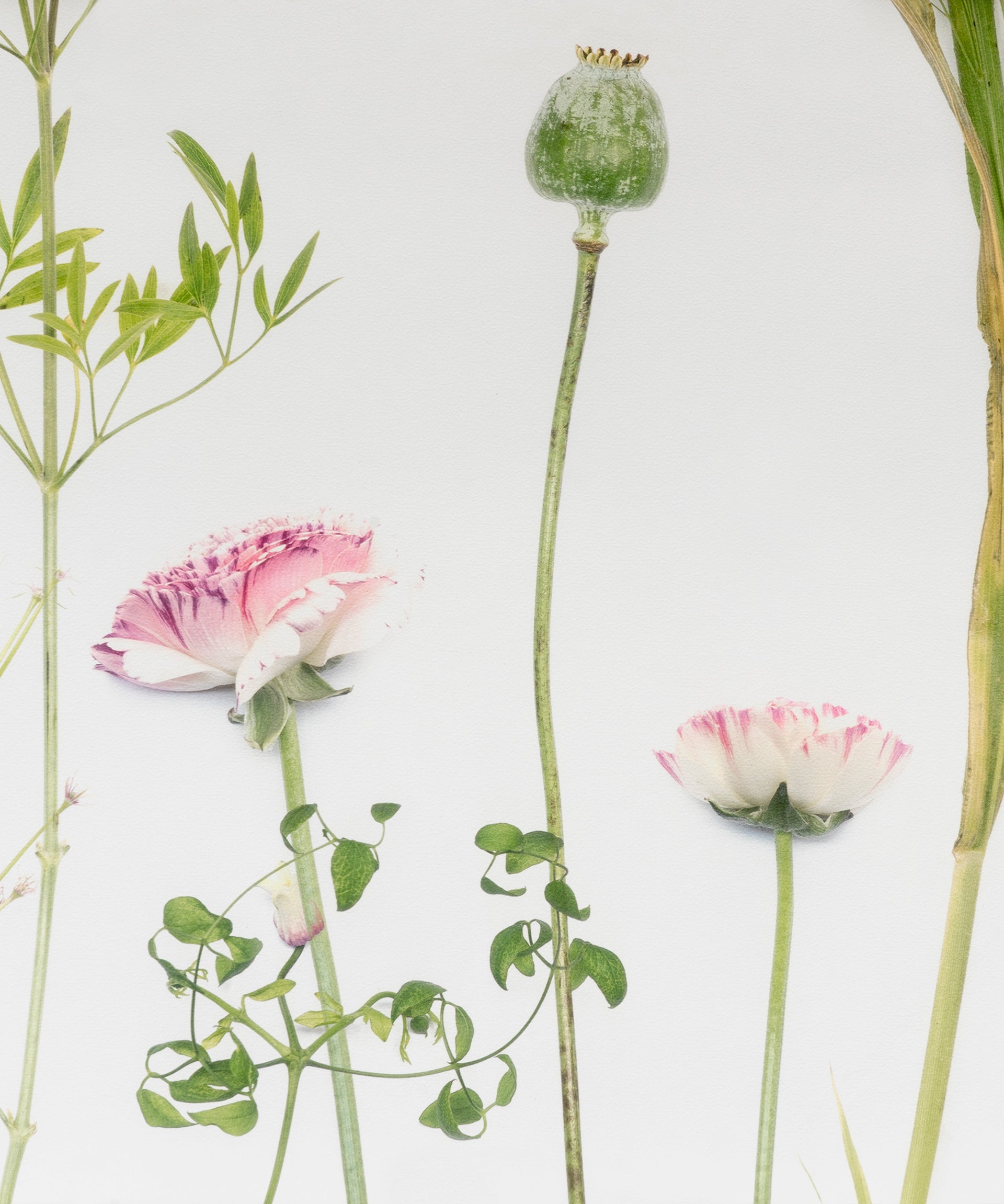 Calico – Walnut Wallpaper